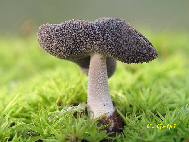 Helvella macropus | SOCIEDAD MICOLÓGICA EXTREMEÑA