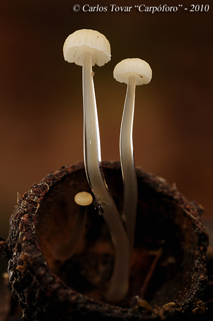 Roridomyces roridus | SOCIEDAD MICOLÓGICA EXTREMEÑA