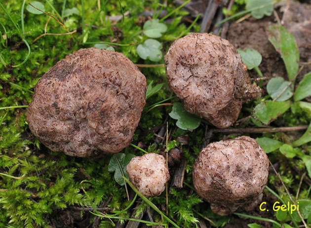 Gautieria otthii | SOCIEDAD MICOLÓGICA EXTREMEÑA