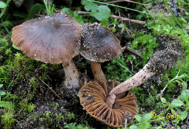 Inocybe impexa | SOCIEDAD MICOLÓGICA EXTREMEÑA