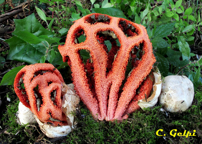Clathrus ruber | SOCIEDAD MICOLÓGICA EXTREMEÑA