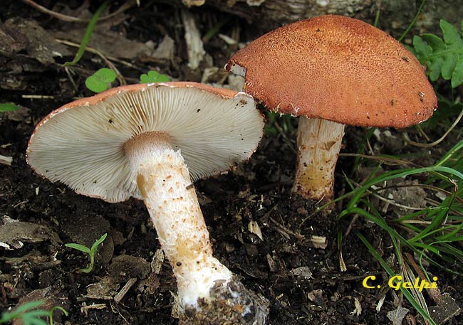 Cystoderma granulosum | SOCIEDAD MICOLÓGICA EXTREMEÑA