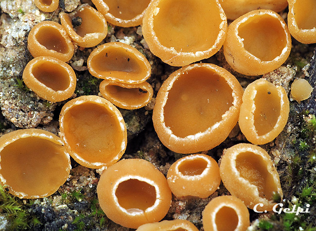 Geopyxis majalis | SOCIEDAD MICOLÓGICA EXTREMEÑA