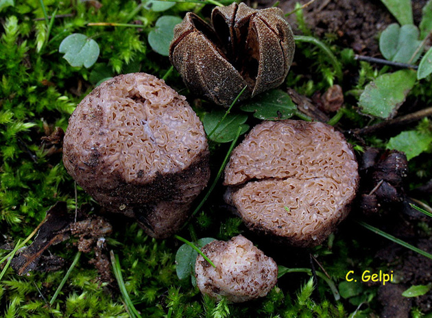 Gautieria otthii | SOCIEDAD MICOLÓGICA EXTREMEÑA