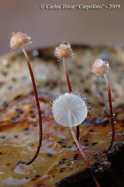 Marasmius hudsonii | SOCIEDAD MICOLÓGICA EXTREMEÑA