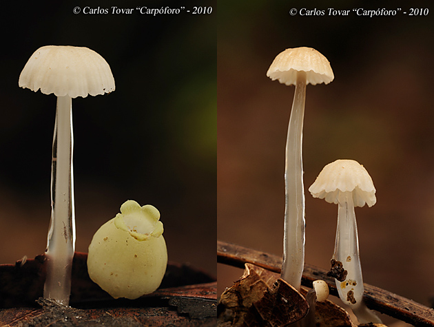 Roridomyces roridus | SOCIEDAD MICOLÓGICA EXTREMEÑA