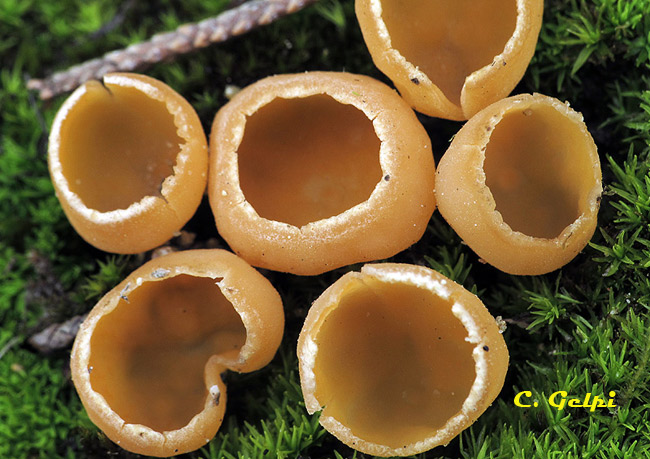 Geopyxis majalis | SOCIEDAD MICOLÓGICA EXTREMEÑA