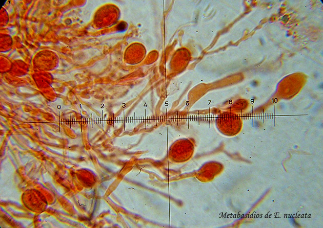 Exidia nucleata | SOCIEDAD MICOLÓGICA EXTREMEÑA