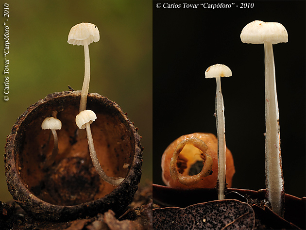 Roridomyces roridus | SOCIEDAD MICOLÓGICA EXTREMEÑA
