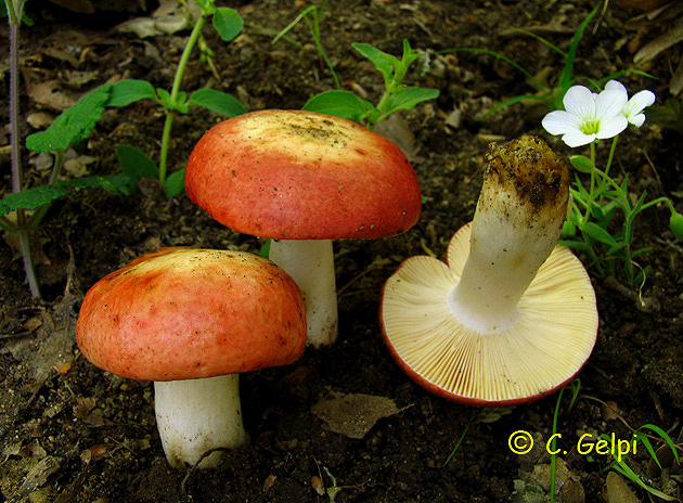 Russula rubroalba | SOCIEDAD MICOLÓGICA EXTREMEÑA