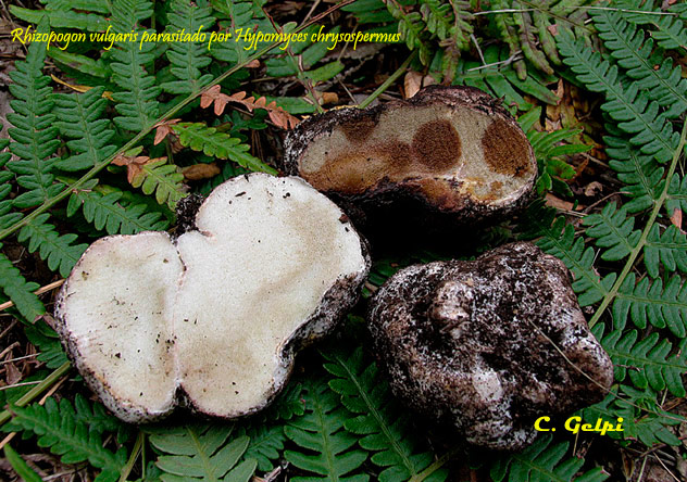 Rhizopogon vulgaris | SOCIEDAD MICOLÓGICA EXTREMEÑA
