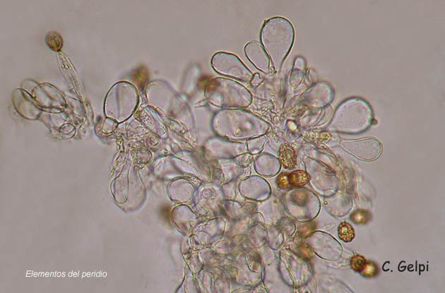 Gautieria otthii | SOCIEDAD MICOLÓGICA EXTREMEÑA