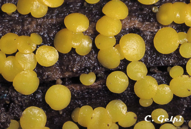 Bisporella citrina/Bisporella sulfurina | SOCIEDAD MICOLÓGICA EXTREMEÑA