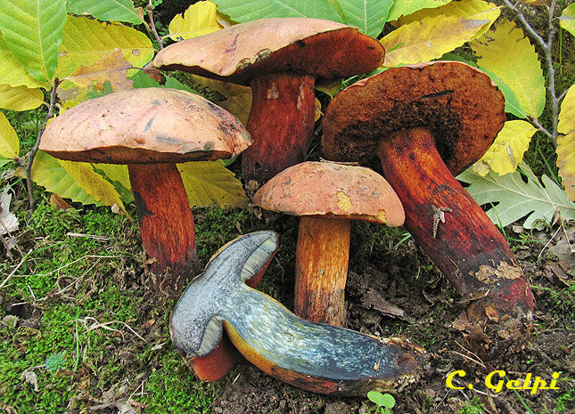 Boletus luridus var. rubriceps = Suillellus luridus | SOCIEDAD ...
