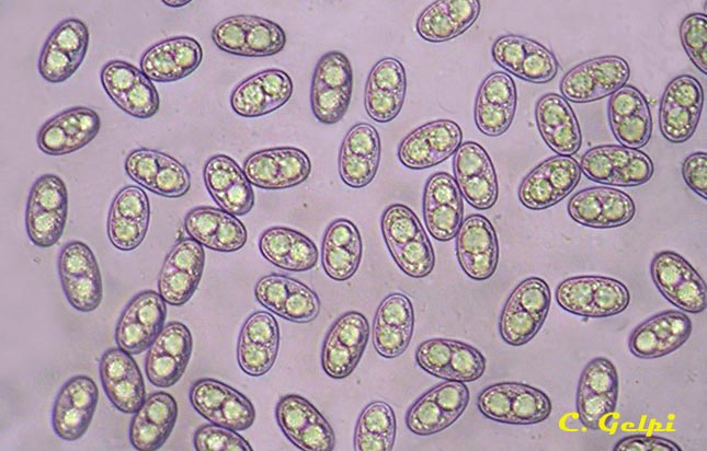 Humaria hemisphaerica/Tricharina striispora | SOCIEDAD MICOLÓGICA EXTREMEÑA