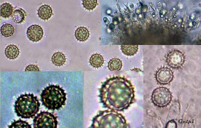 Hydnangium carneum | SOCIEDAD MICOLÓGICA EXTREMEÑA