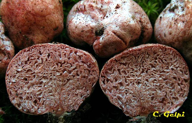 Hydnangium carneum | SOCIEDAD MICOLÓGICA EXTREMEÑA