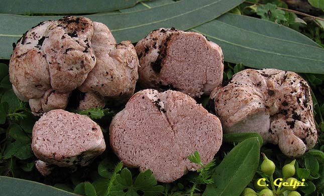 Hydnangium carneum | SOCIEDAD MICOLÓGICA EXTREMEÑA