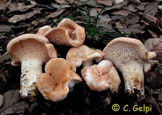 Hydnum repandum | SOCIEDAD MICOLÓGICA EXTREMEÑA