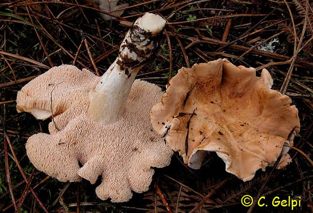 Hydnum rufescens | SOCIEDAD MICOLÓGICA EXTREMEÑA
