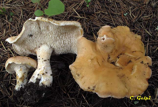 Hydnum rufescens | SOCIEDAD MICOLÓGICA EXTREMEÑA