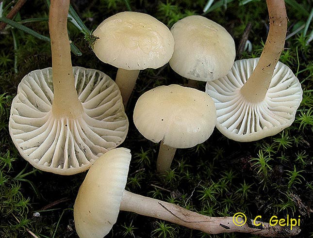 Hygrocybe russocoriacea | SOCIEDAD MICOLÓGICA EXTREMEÑA