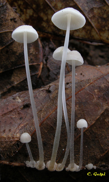 Mycena adscendens | SOCIEDAD MICOLÓGICA EXTREMEÑA