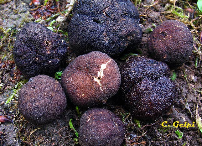 Genabea cerebriformis | SOCIEDAD MICOLÓGICA EXTREMEÑA