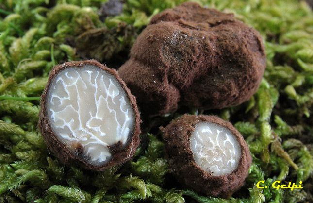 Tuber rufum | SOCIEDAD MICOLÓGICA EXTREMEÑA