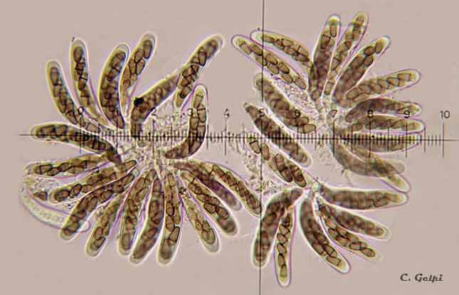 Venturia sp | SOCIEDAD MICOLÓGICA EXTREMEÑA